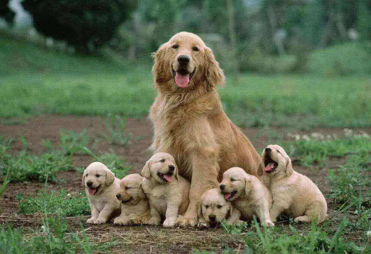 Golden Retriever Puppy For Sale In Guwahati Golden Retriever Dog Price Golden Retriever Puppy For Sale In Guwahati Golden Retriever Dog Price