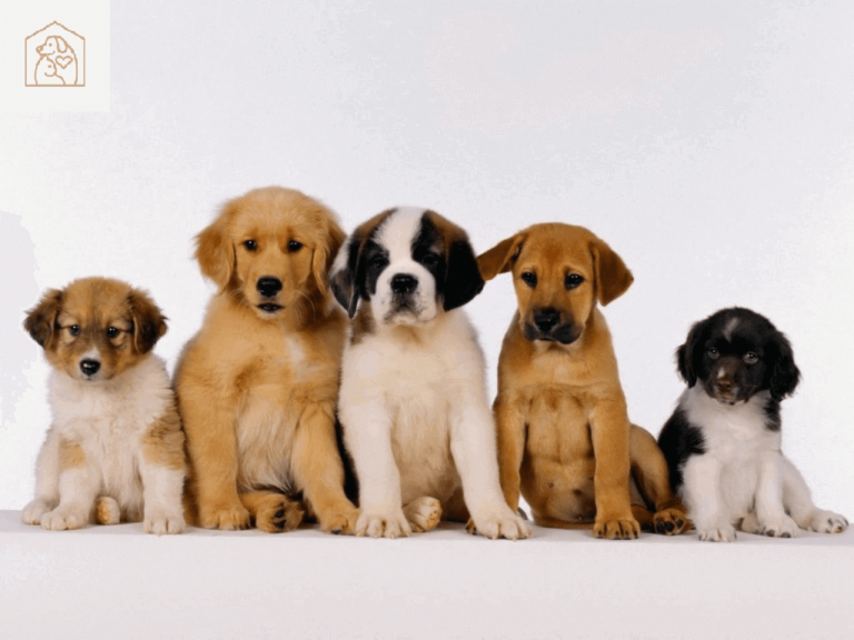 Purebred Dog For Sale in Kolkata at low price | Puppies for sale